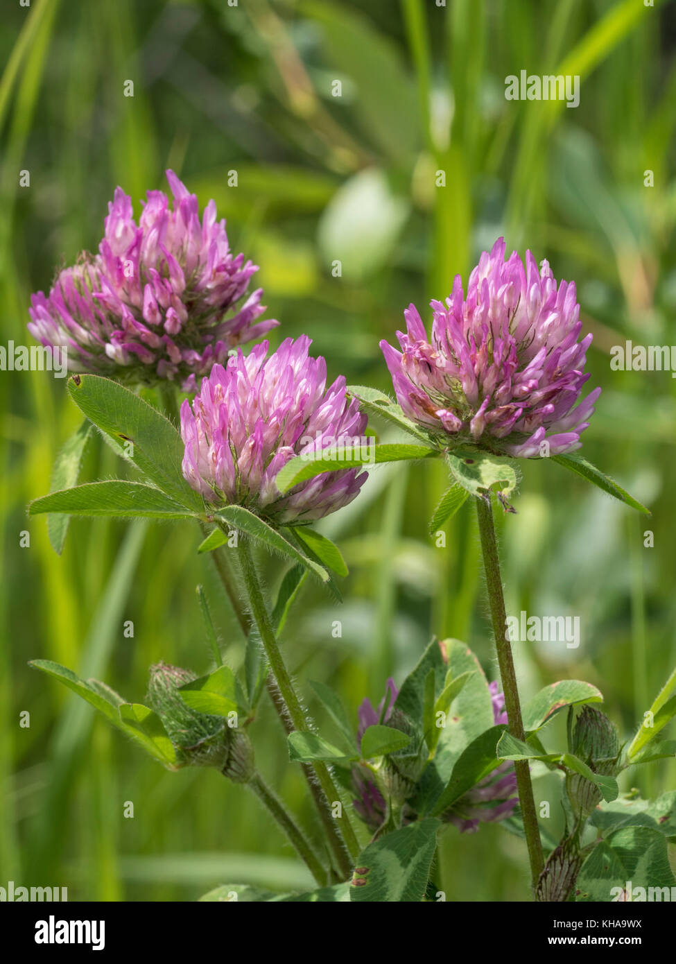 Trifolium Pratense Banque d'image et photos - Alamy