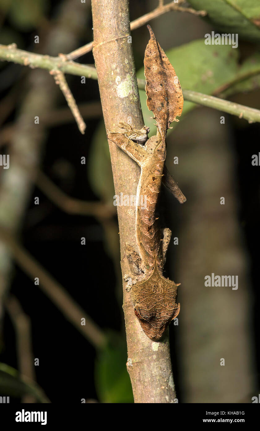 Feuille sataniques gecko Uroplatus phantasticus (queue), camouflé par ...