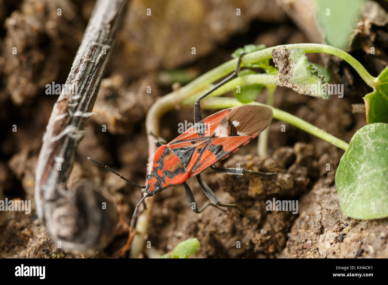 La punaise rouge ( Spilostethus pandurus) descendre de petite à la ...