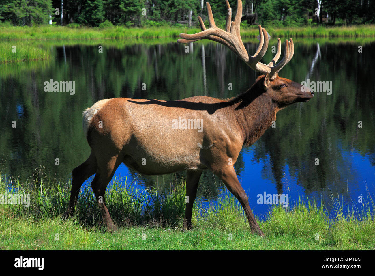 Canada virginie Banque de photographies et d’images à haute résolution ...