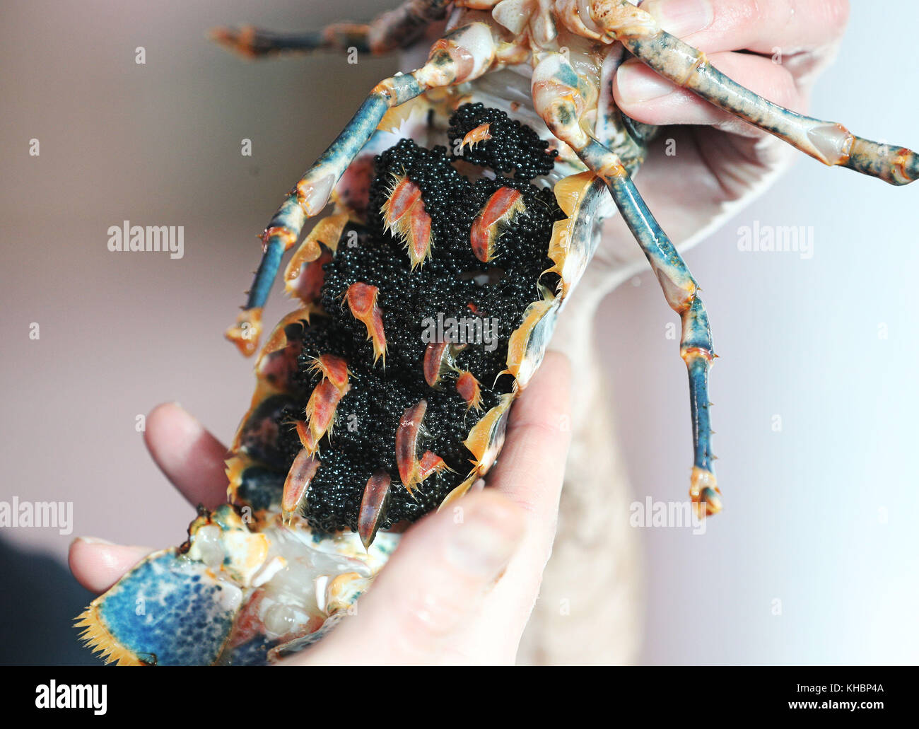 Un homard femelle portant des œufs sous Banque de photographies et d ...