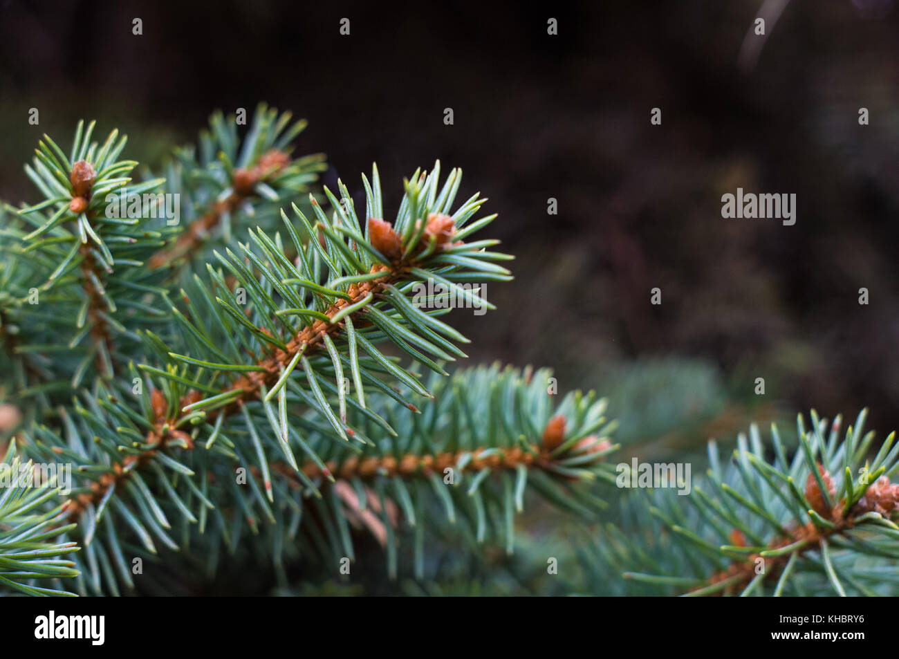 Fluffy vert sapin de noël close up, direction générale de la notion d ...