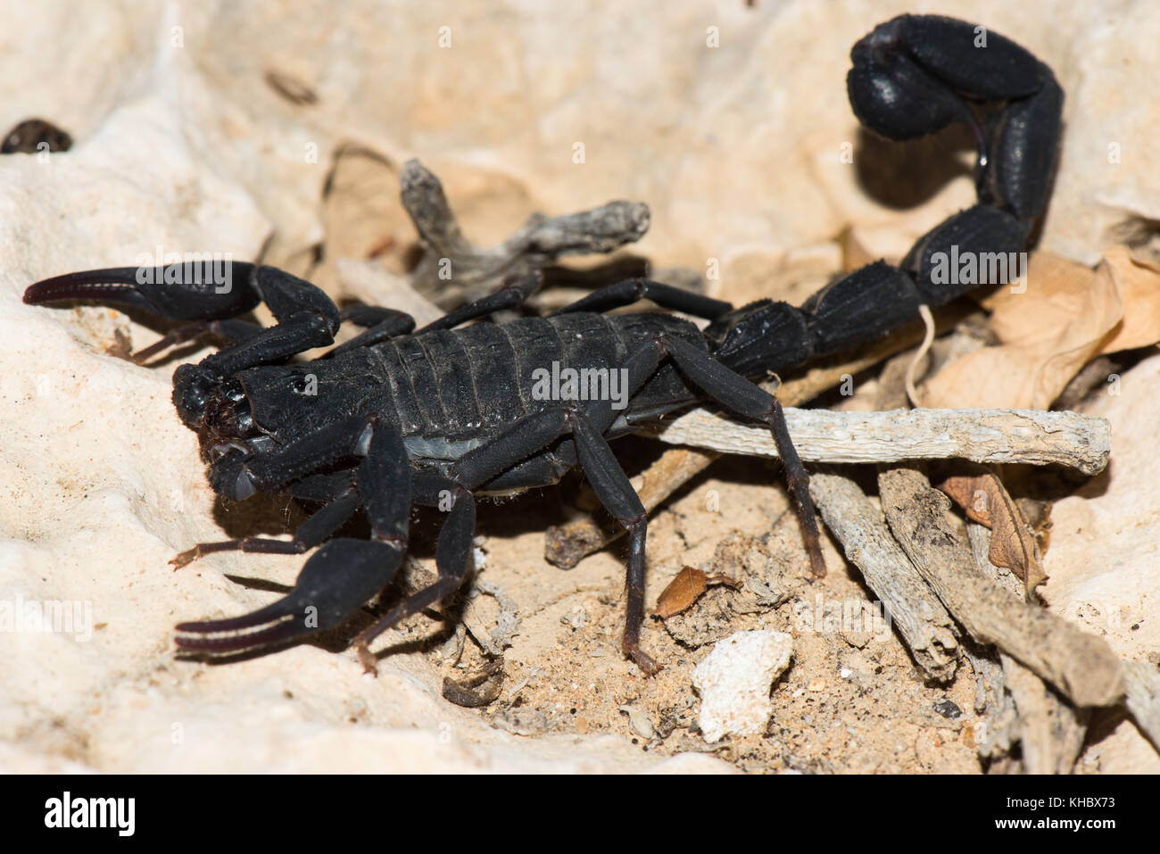 Scorpion de madagascar Banque de photographies et d’images à haute ...