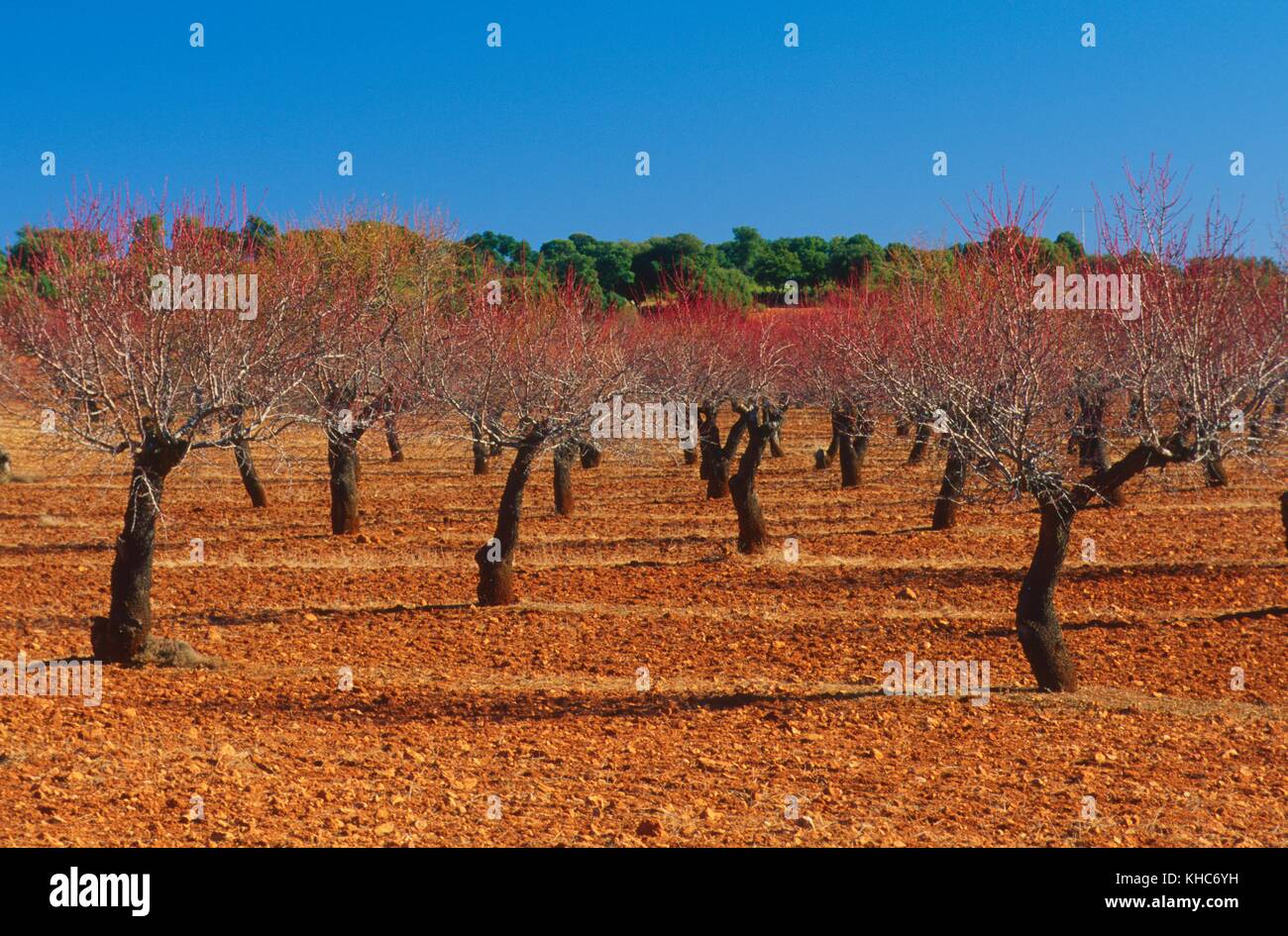 Amandiers, Prunus dulcis, Rosaceae, plantation, arbre, plante, Ruidera ...