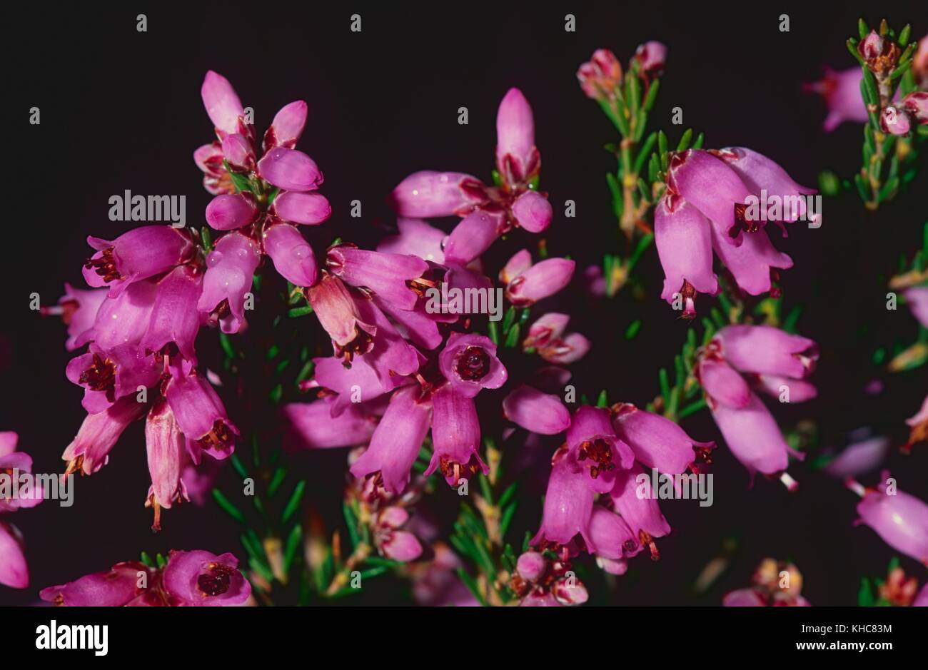 Erika du sud Banque de photographies et d’images à haute résolution - Alamy