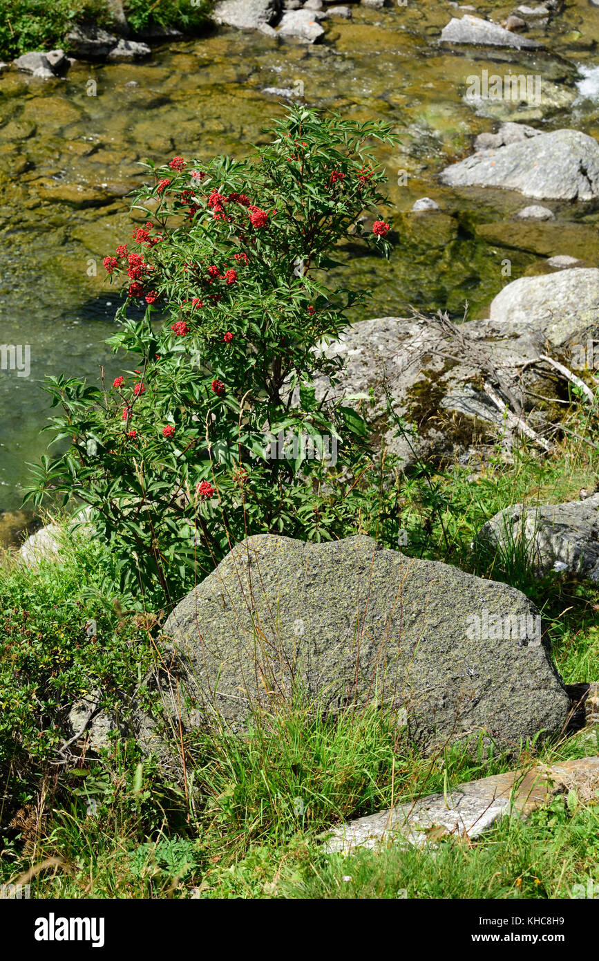 Sambuco racemosa Banque de photographies et d’images à haute résolution ...