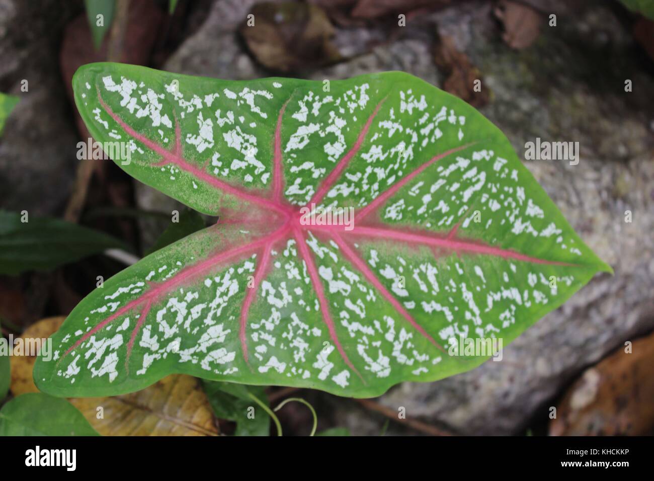 Lignes rouges dans une feuille verte Banque de photographies et d ...