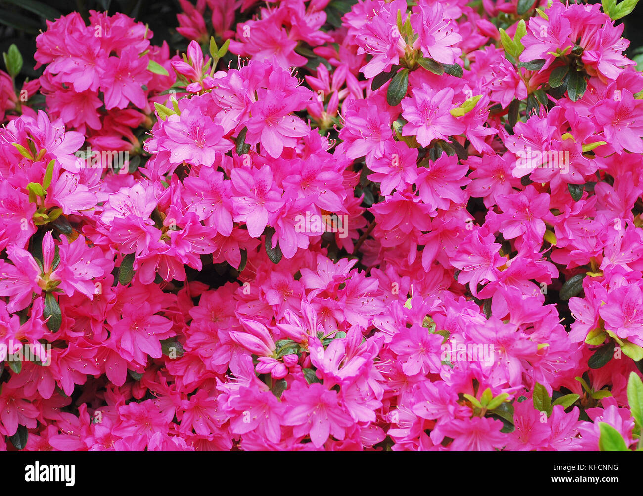 Azalea bush Banque de photographies et d’images à haute résolution - Alamy