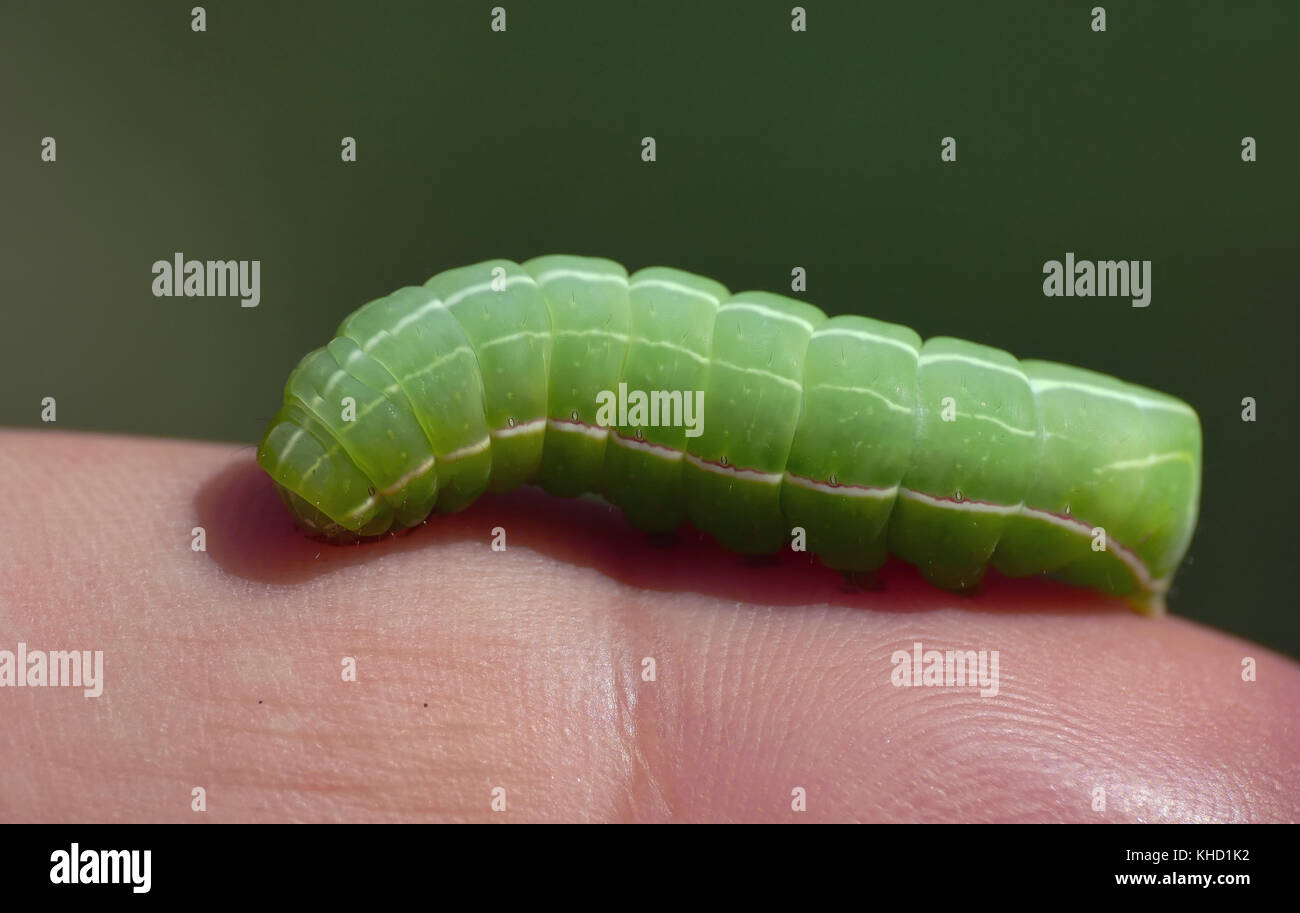 Asteroscopus sphinx Banque de photographies et d’images à haute ...