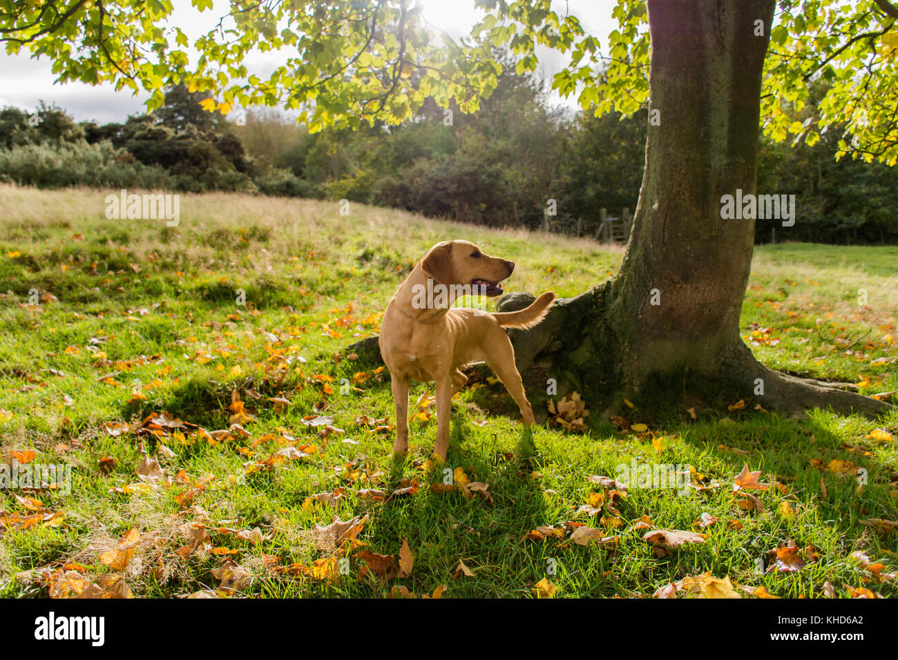 Labrador Renard Roux Banque d'image et photos - Alamy