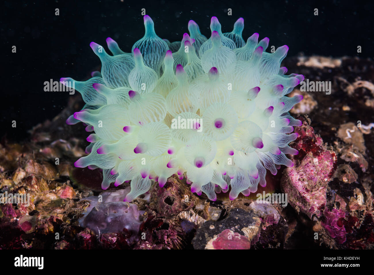 Anémone de mer fluorescent, entacmaea quadricolor (leuckart en vautour ...