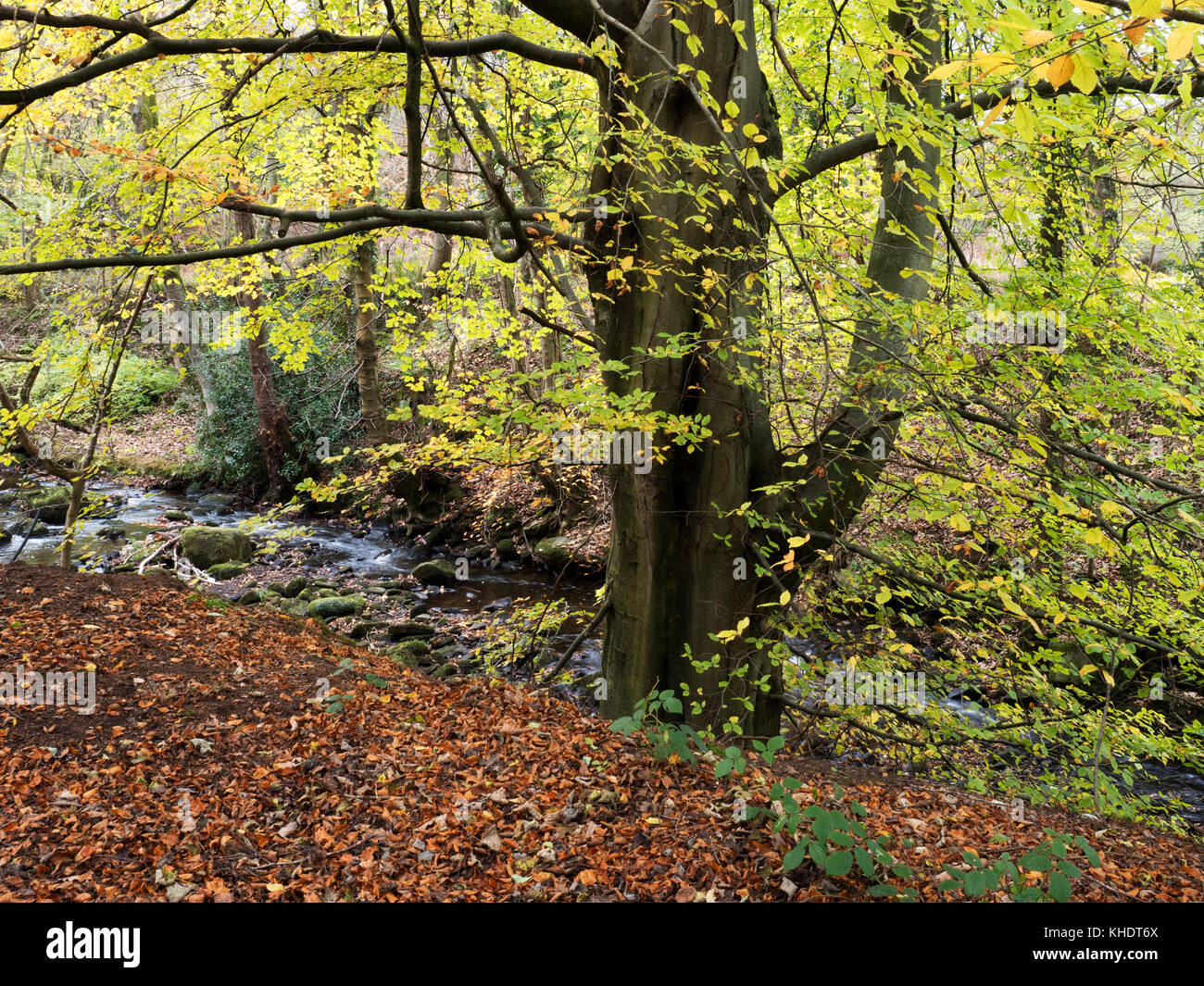 Bois goitstock Banque de photographies et d’images à haute résolution ...