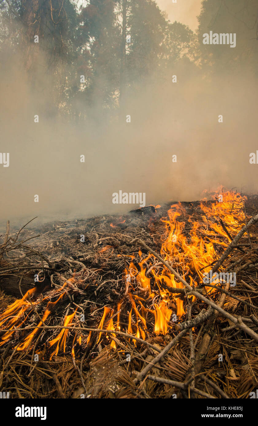 Feu de bois de cèdre à Sugarloaf Mountain Park et à proximité du ...