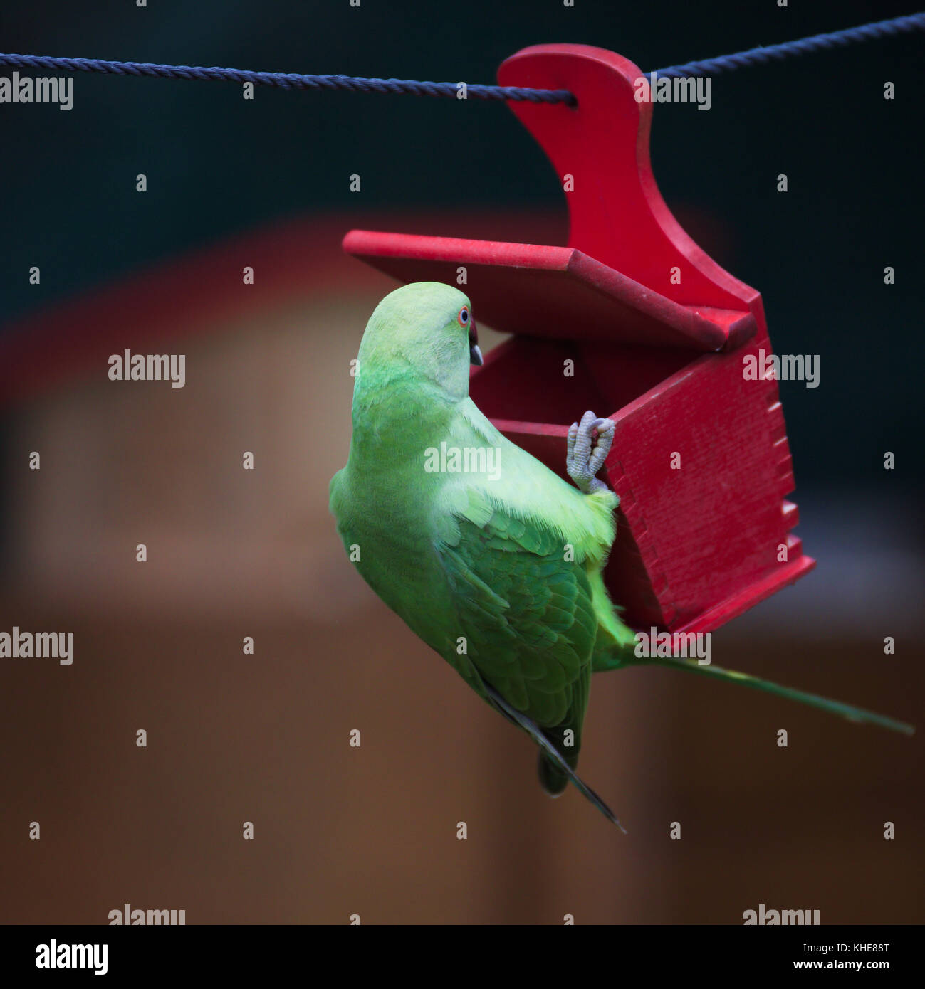 Perruche noire Banque de photographies et d’images à haute résolution ...