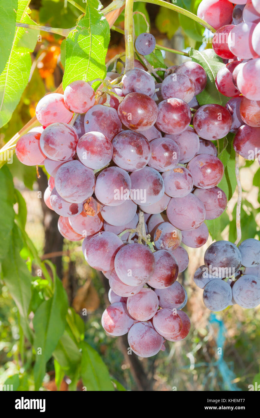 Racimo de uvas Banque de photographies et d’images à haute résolution ...