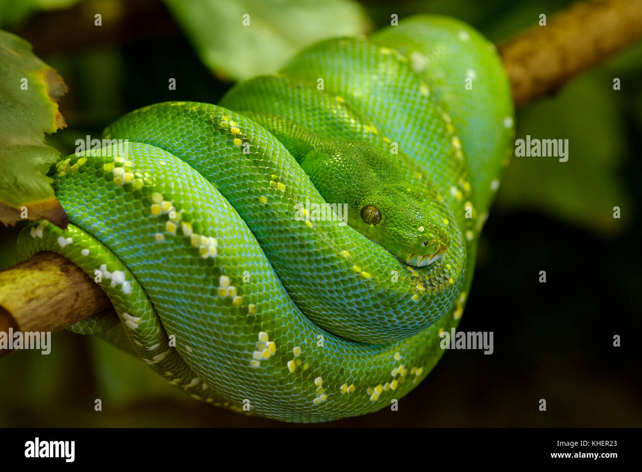 Morelia viridis python vert Banque de photographies et d’images à haute ...