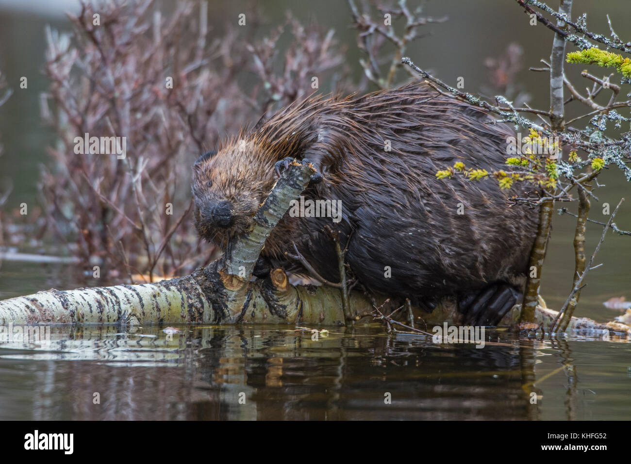 Castor du Canada (Castor canadensis) manger un arbre tombé le bouleau à ...