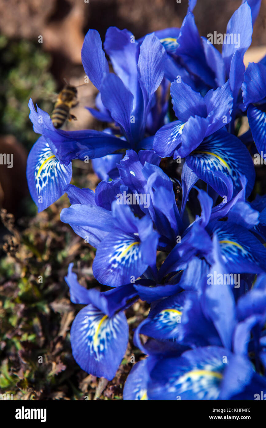Iris histrioides Banque de photographies et d’images à haute résolution ...