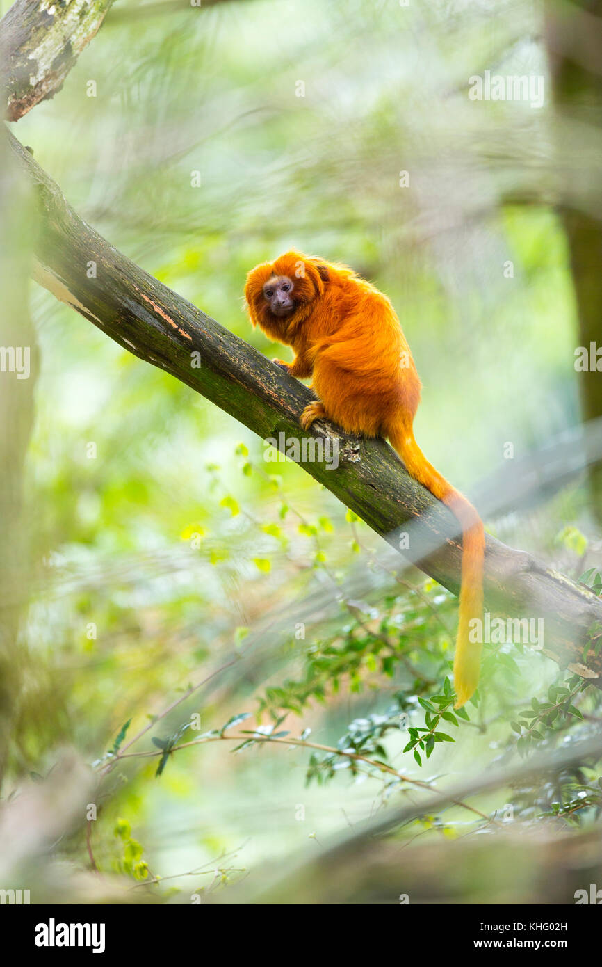 Singe tamarin lion dore Banque de photographies et d’images à haute ...