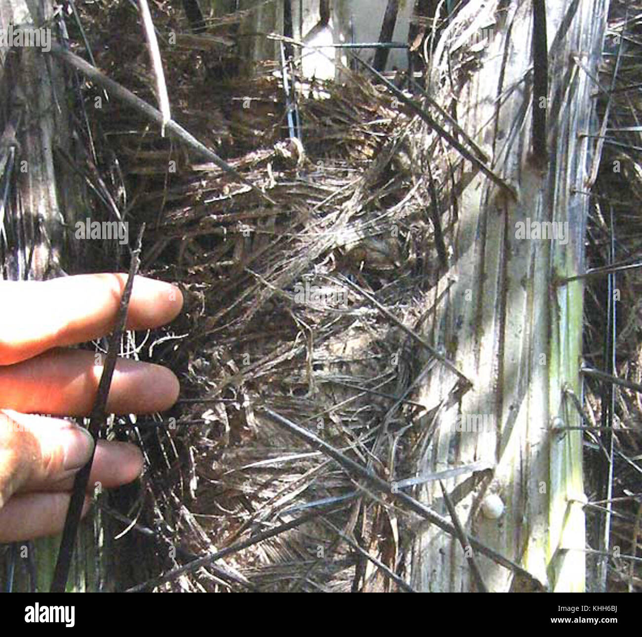 Acrocomia mexicana Banque de photographies et d’images à haute ...