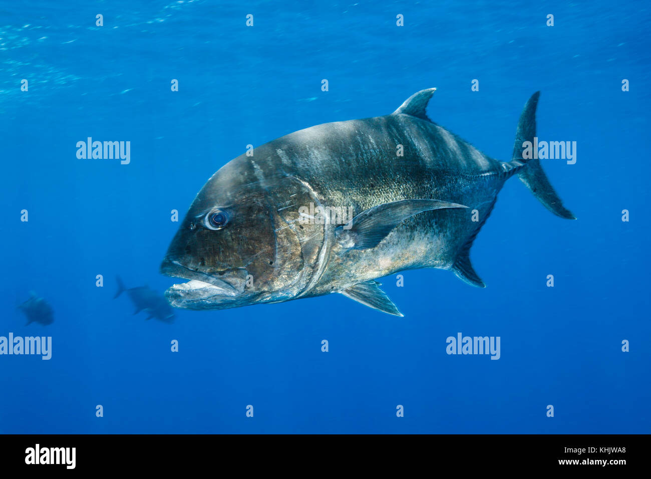 Giant trevally fish caranx ignobilis Banque de photographies et d ...