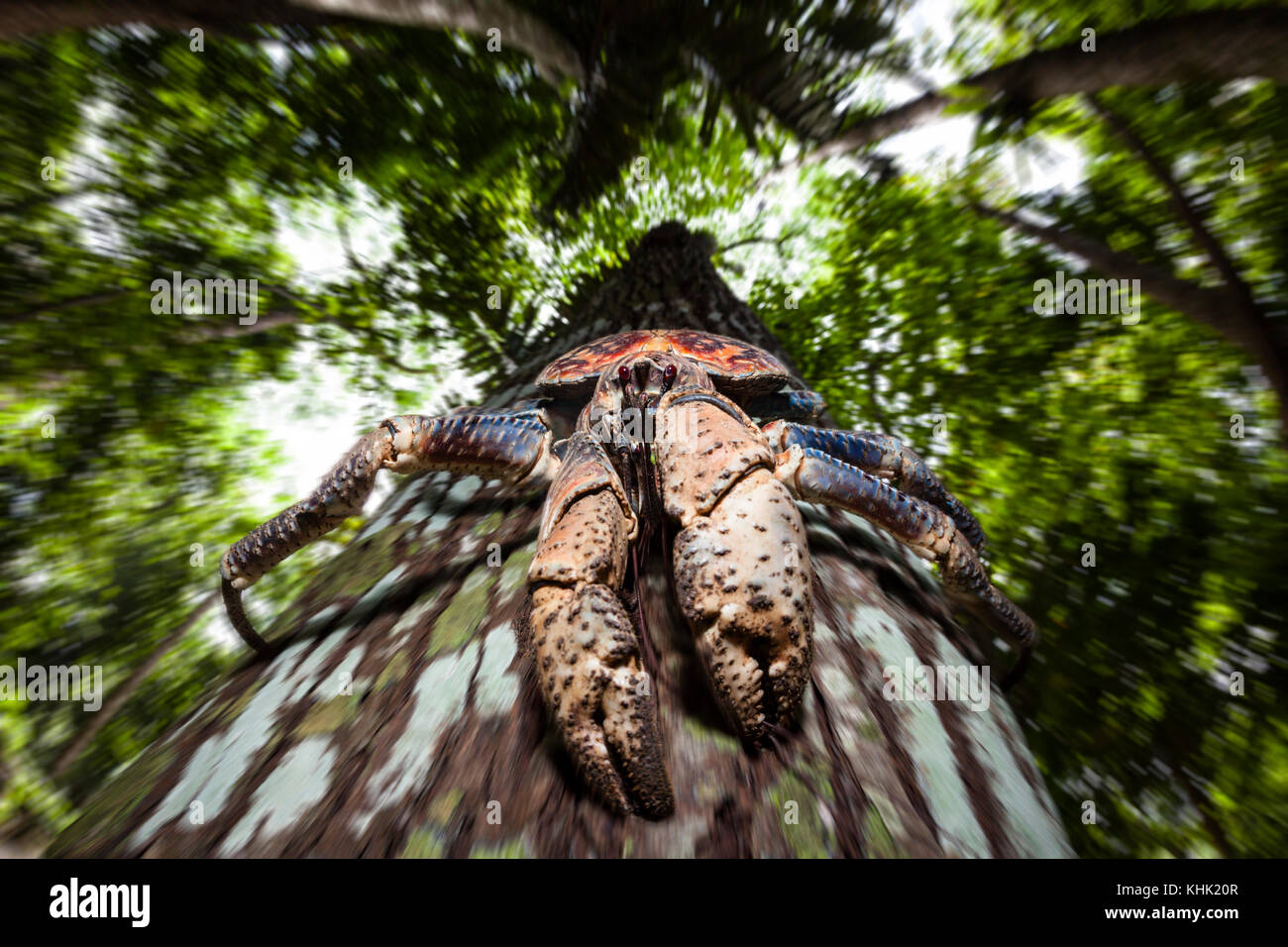 Coconut crab tree Banque de photographies et d’images à haute ...