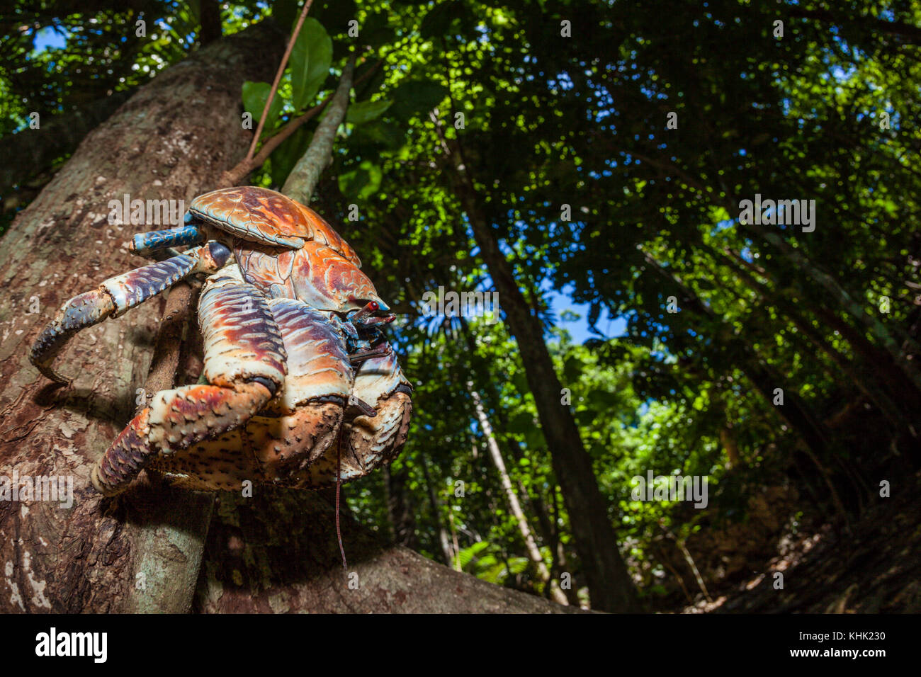Coconut crab tree Banque de photographies et d’images à haute ...
