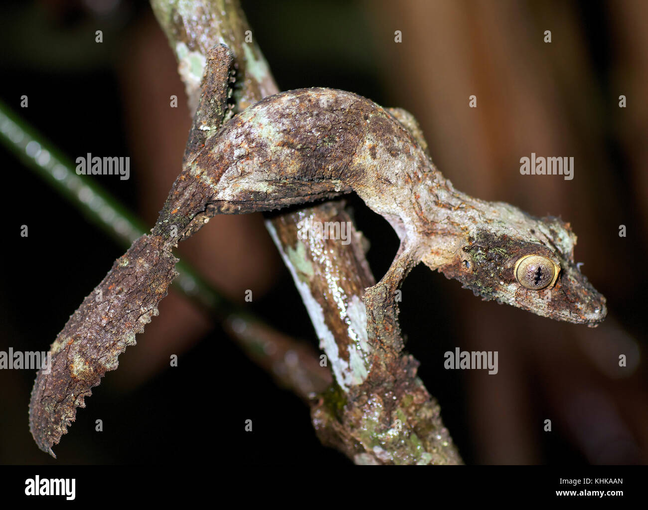 Gecko à queue foliaire (Uroplatus sikorae), la coloration ressemble à l ...
