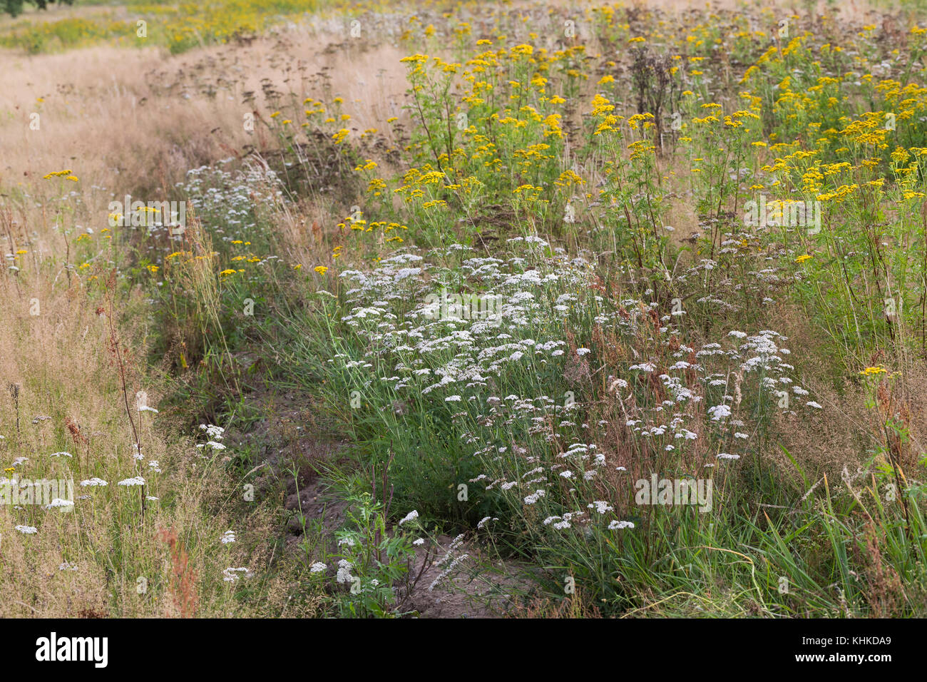 Schafgarbe, Gewöhnliche Schafgarbe, Wiesen-Schafgarbe, Schafgabe, Achillea millefolium, l ...