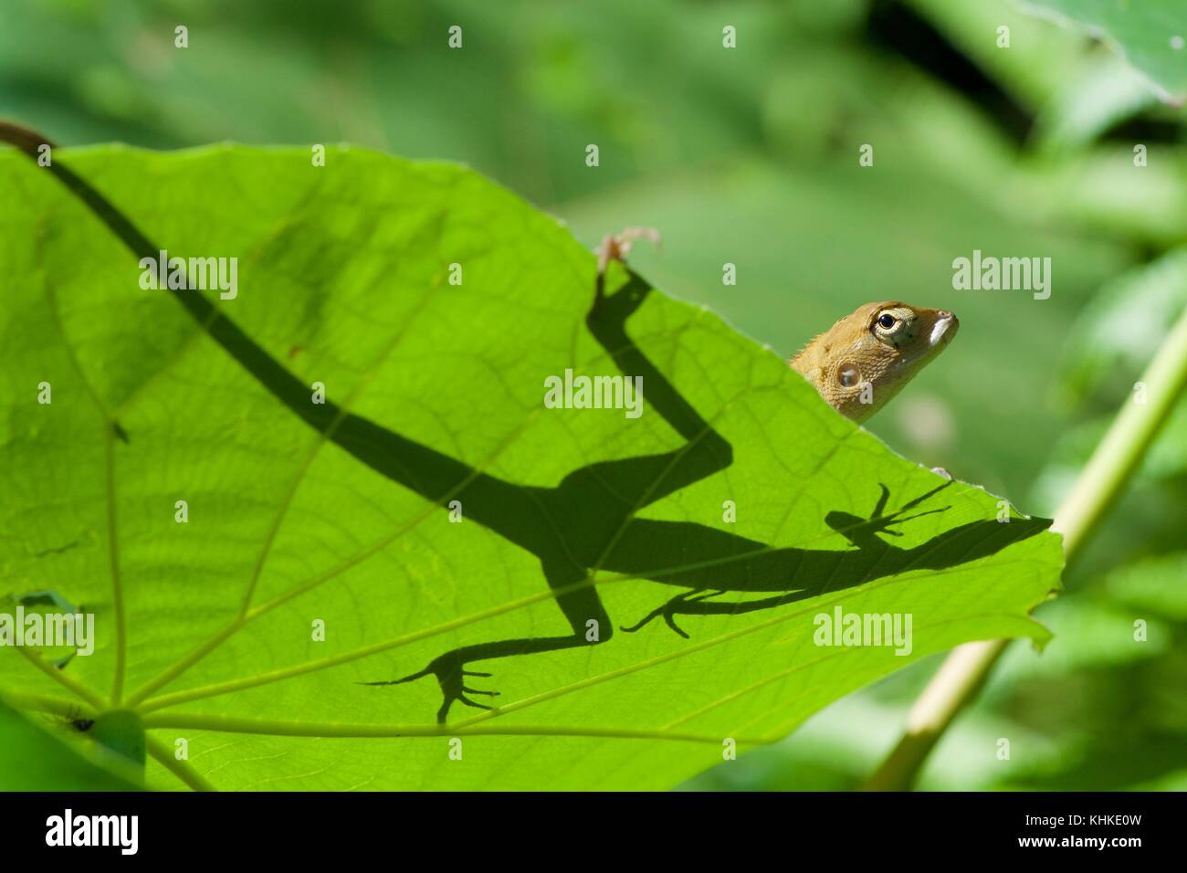 Espèce de lézard agamide Banque de photographies et d’images à haute ...