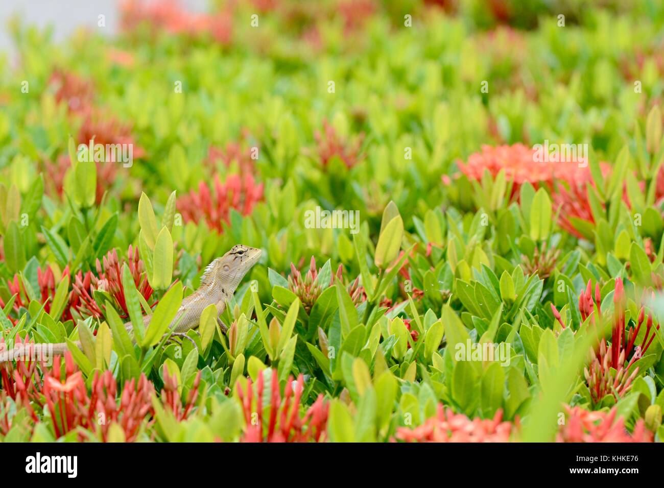 Espèce de lézard agamide Banque de photographies et d’images à haute ...