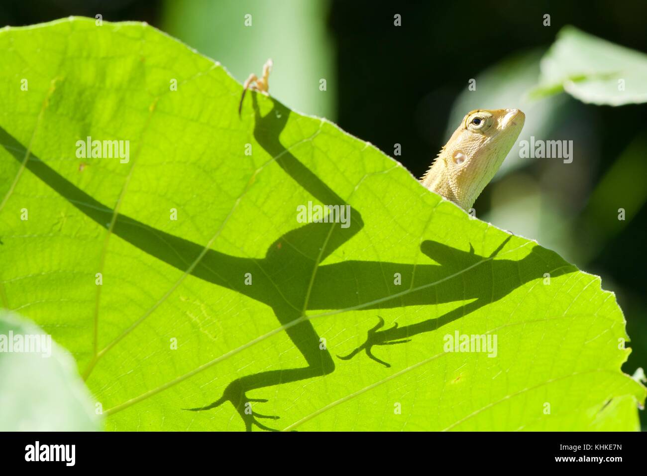 Borneo garden Banque de photographies et d’images à haute résolution ...