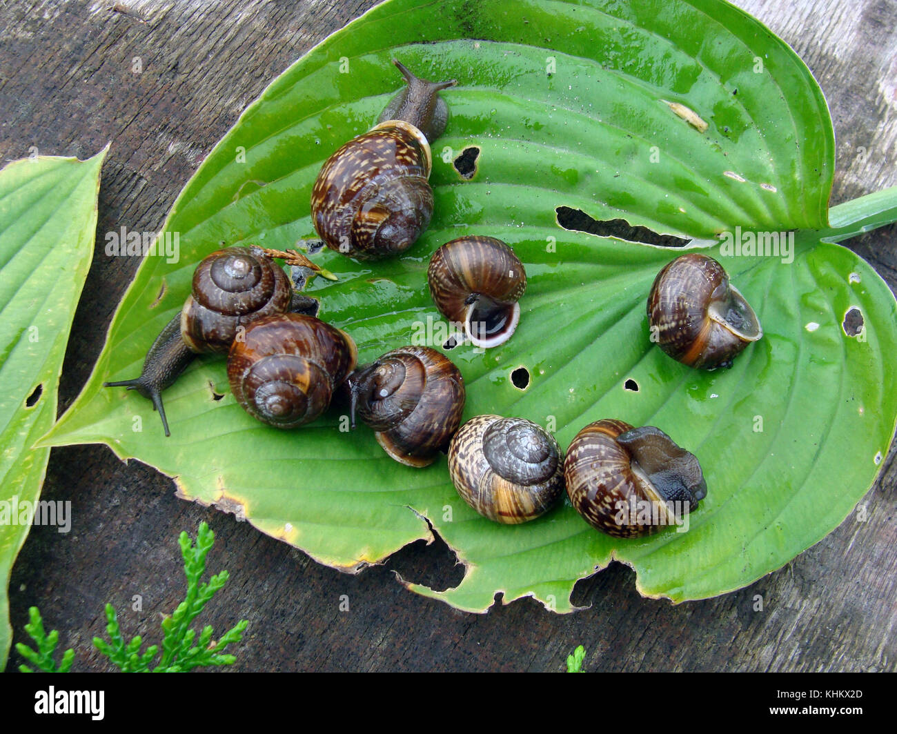 Beaucoup de petits escargots de jardin mangent les feuilles des plantes ...