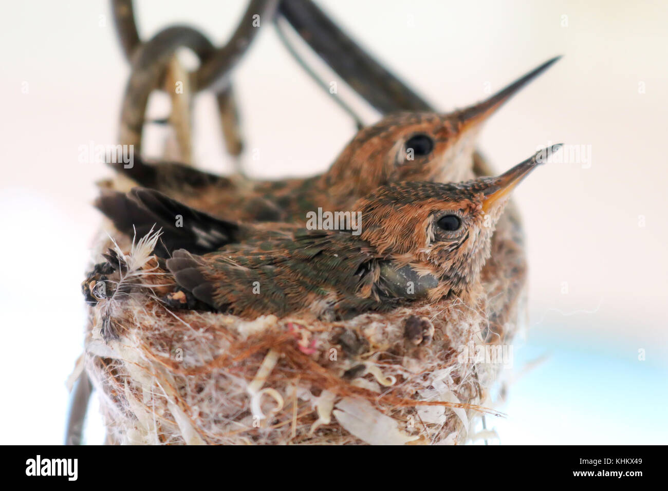 Nid De Colibris Banque d'image et photos - Alamy
