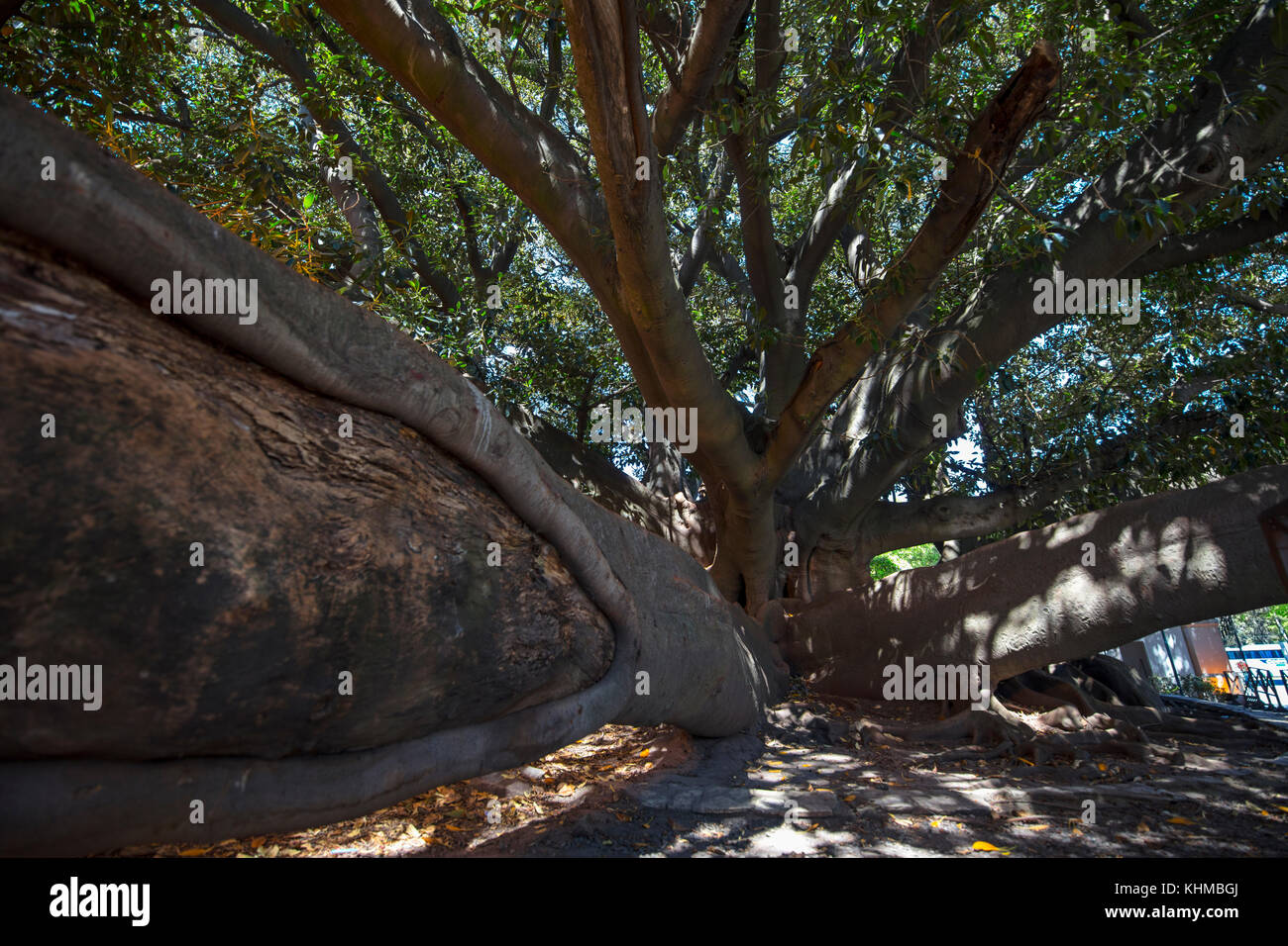 Gomero tree Banque de photographies et d’images à haute résolution - Alamy