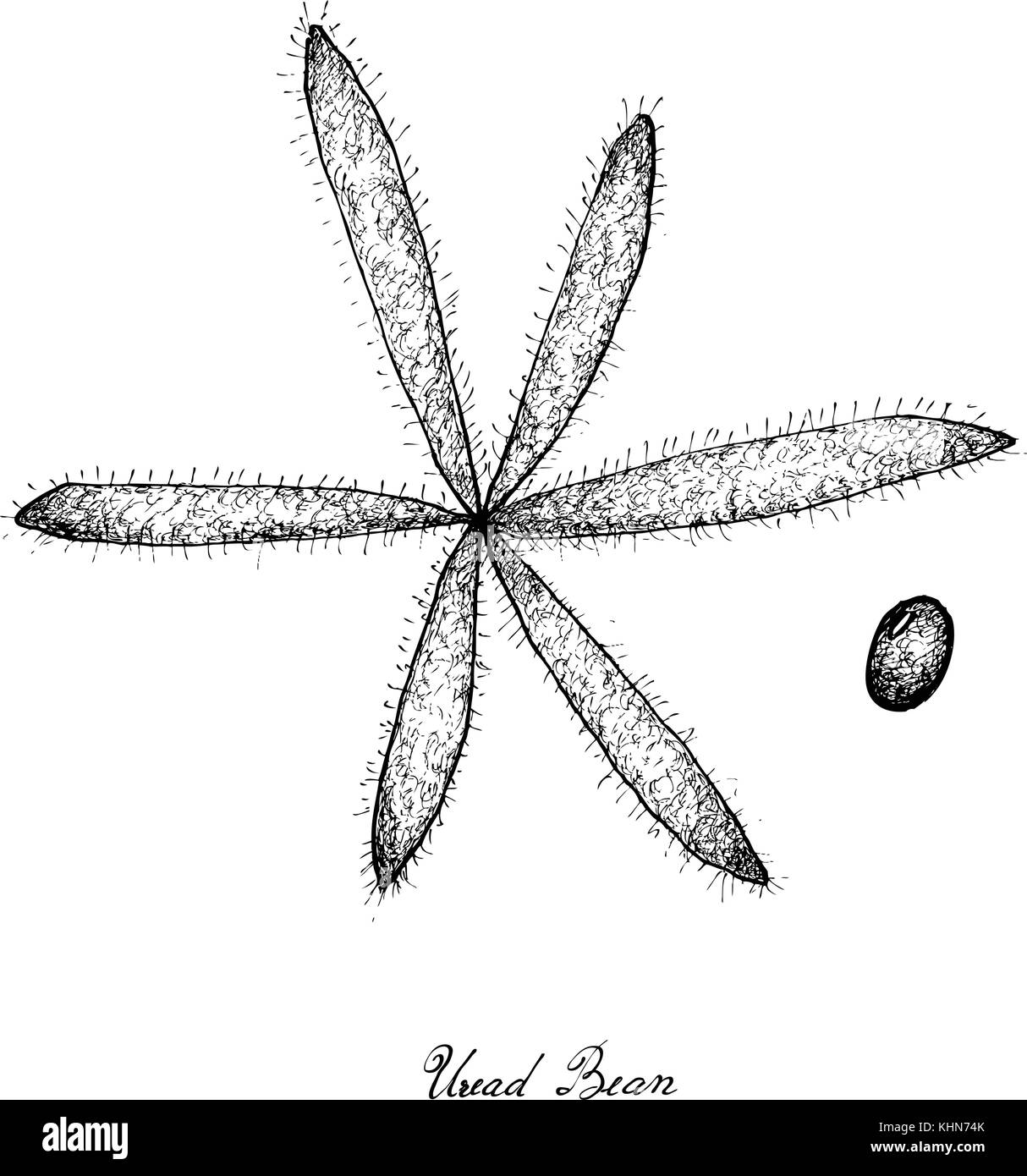 Légume, illustration du croquis à main ou Vigna mungo bean pods uread ...