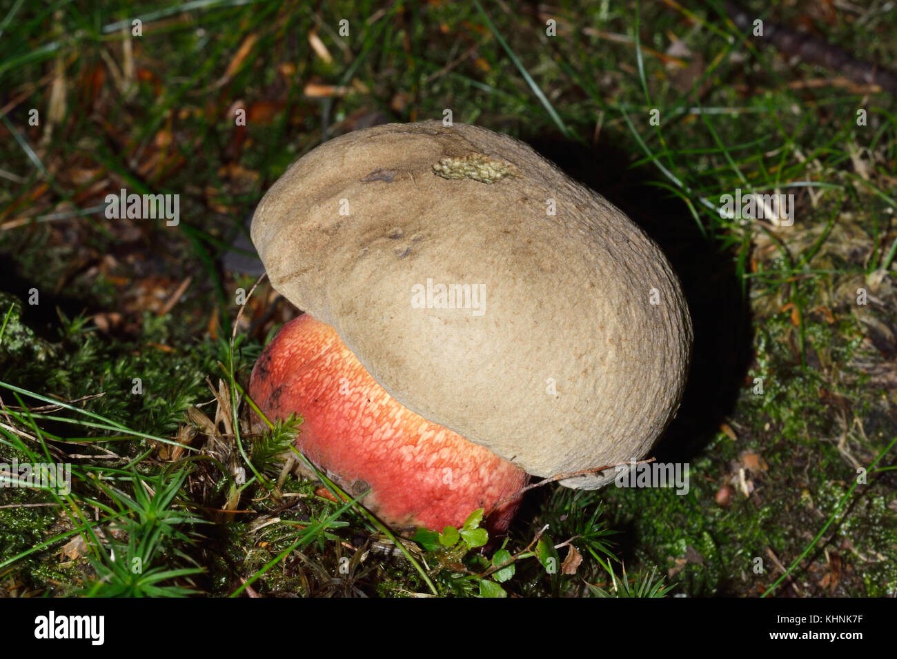 Boletus satanas Banque de photographies et d’images à haute résolution ...
