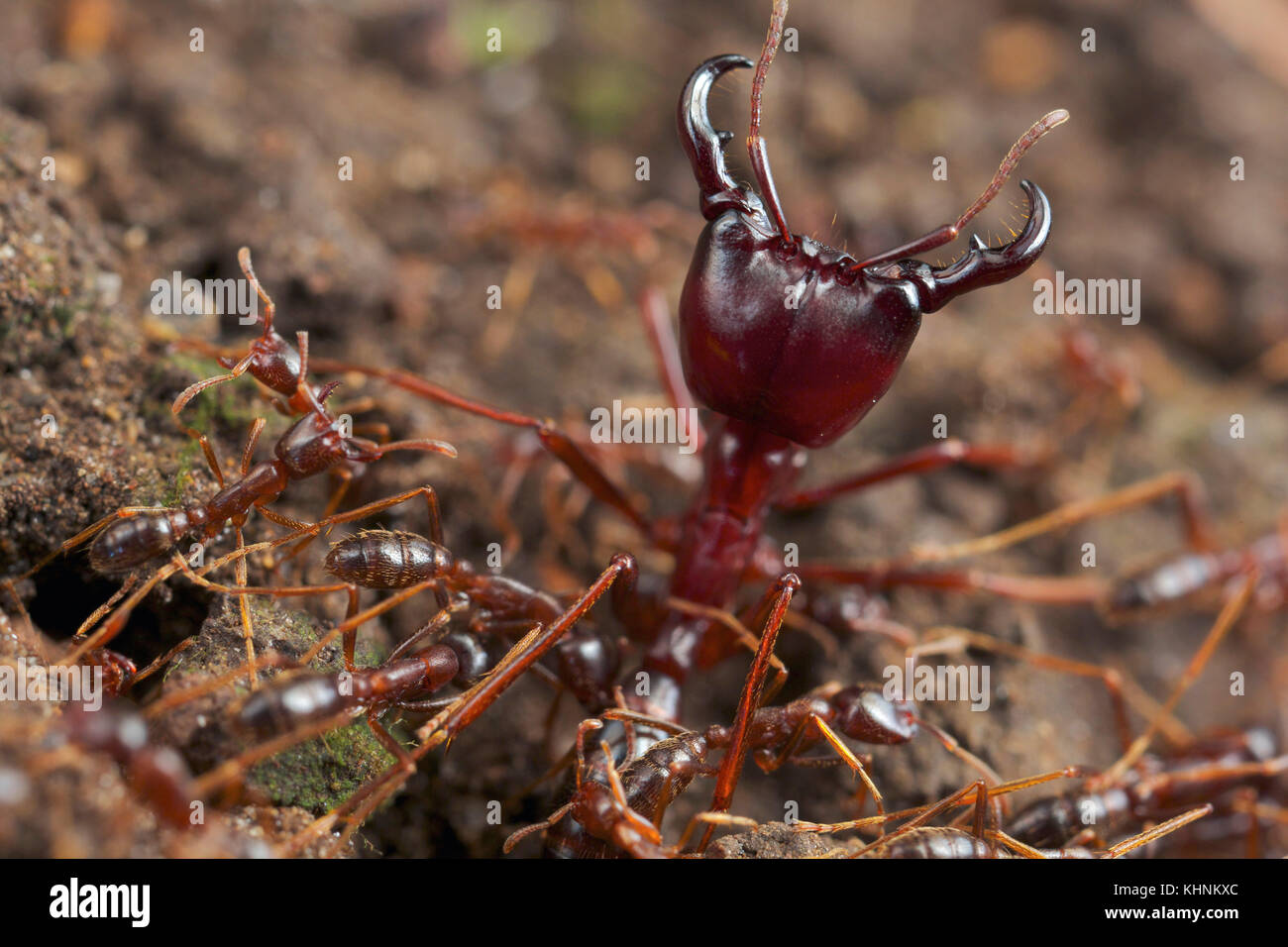 Safari Ant (Dorylus sp) personnel de garde des soldats, Parc national ...
