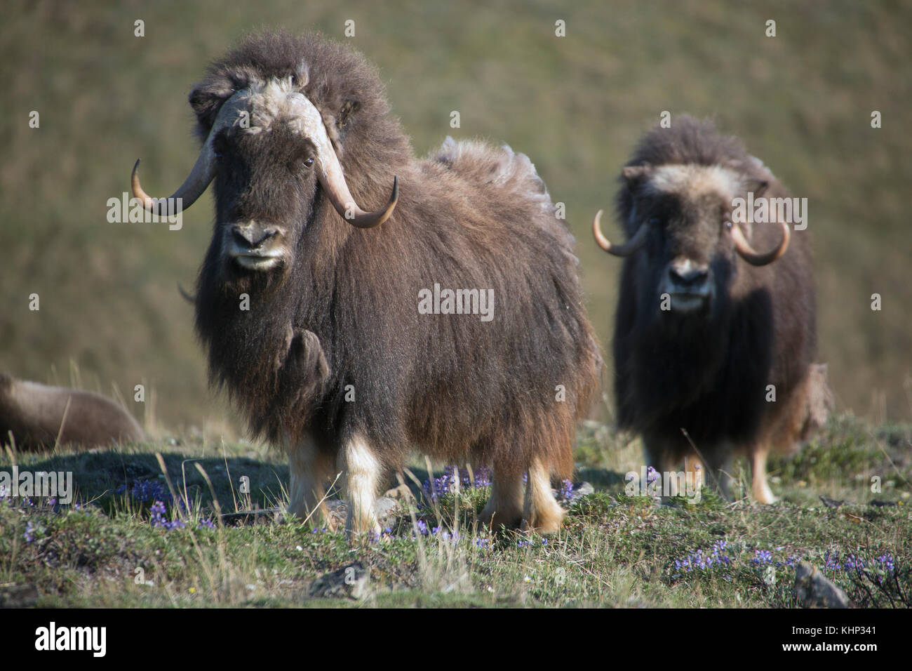 Paire de moschatus ovibos muskox Banque de photographies et d’images à ...
