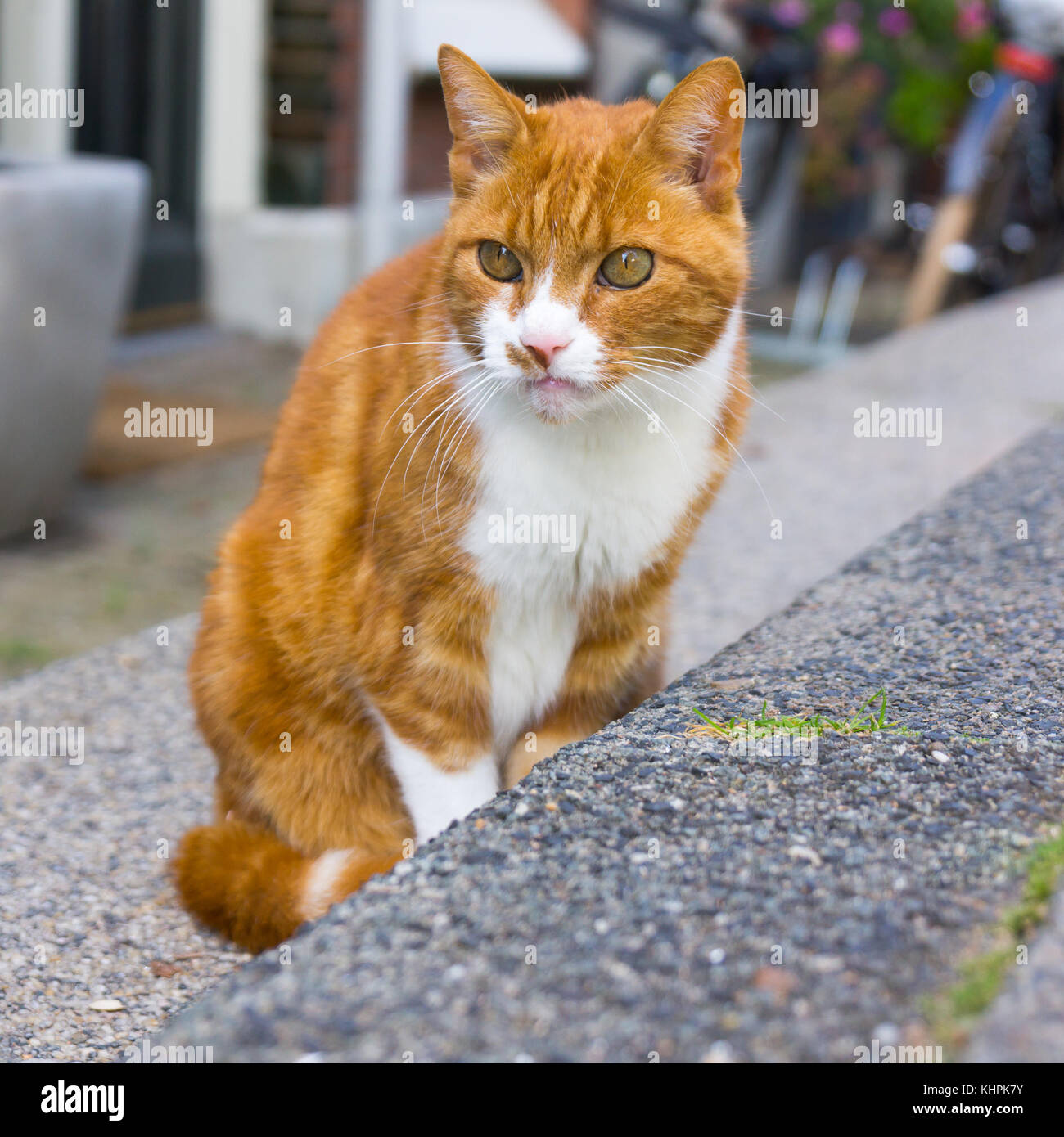 Chat domestique rouge et blanc Banque de photographies et d’images à ...