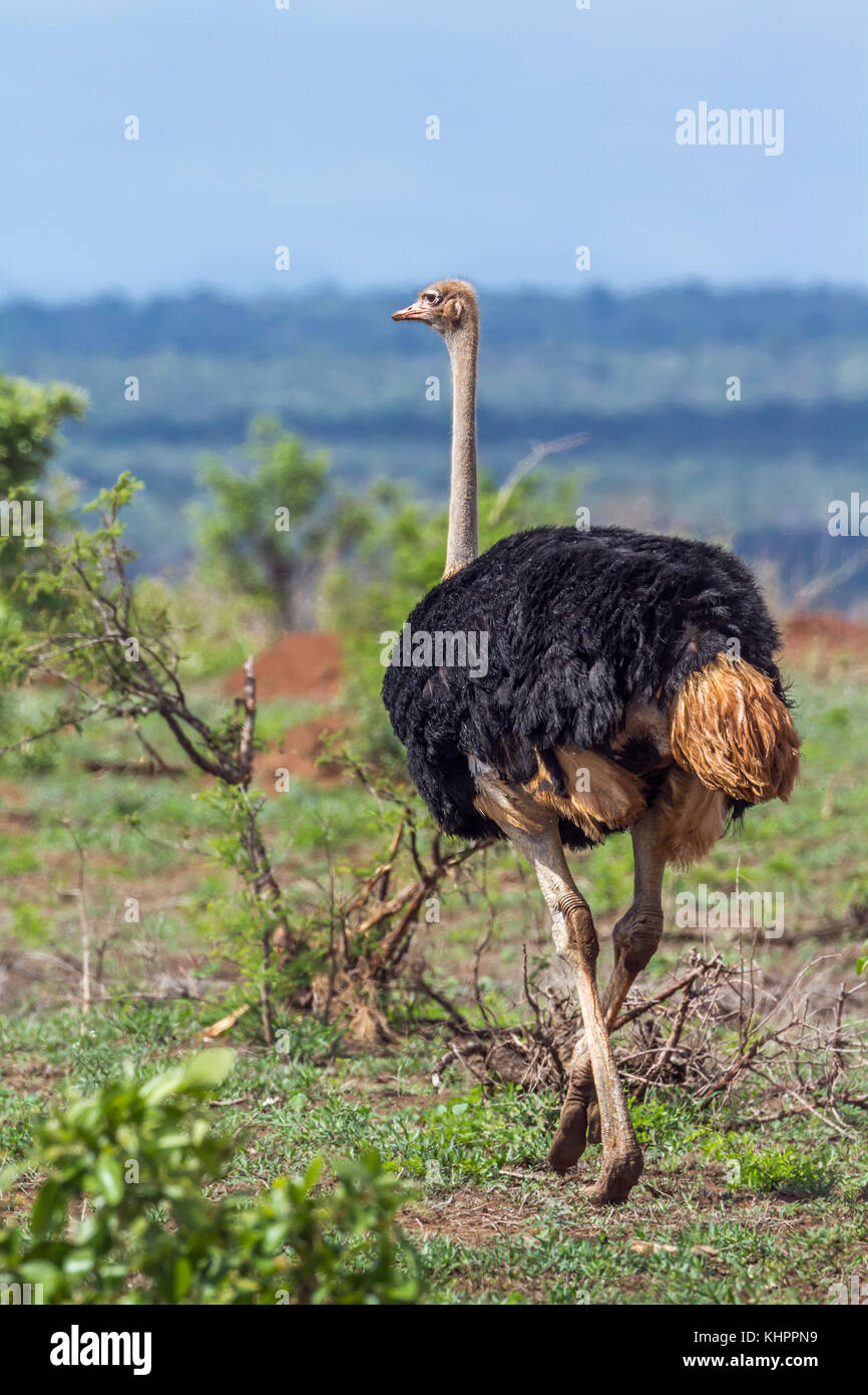 Autruche d'Afrique dans le parc national Kruger, Afrique du Sud ; espèce Struthio camelus ...