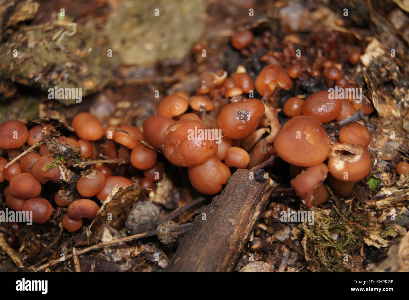 Micro champignons Banque de photographies et d’images à haute ...
