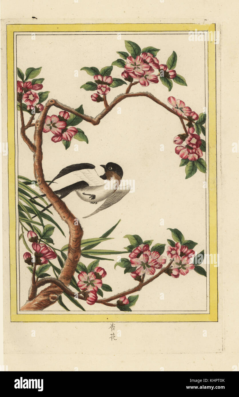 Le pecher. Des fleurs de pêcher, Prunus persica. Gravure coloriée de ...
