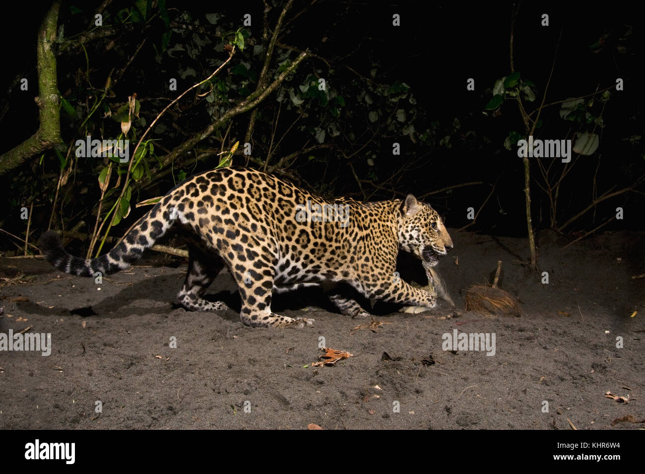Jaguar (Panthera onca) femelle se nourrissant de Tortue verte (Chelonia ...