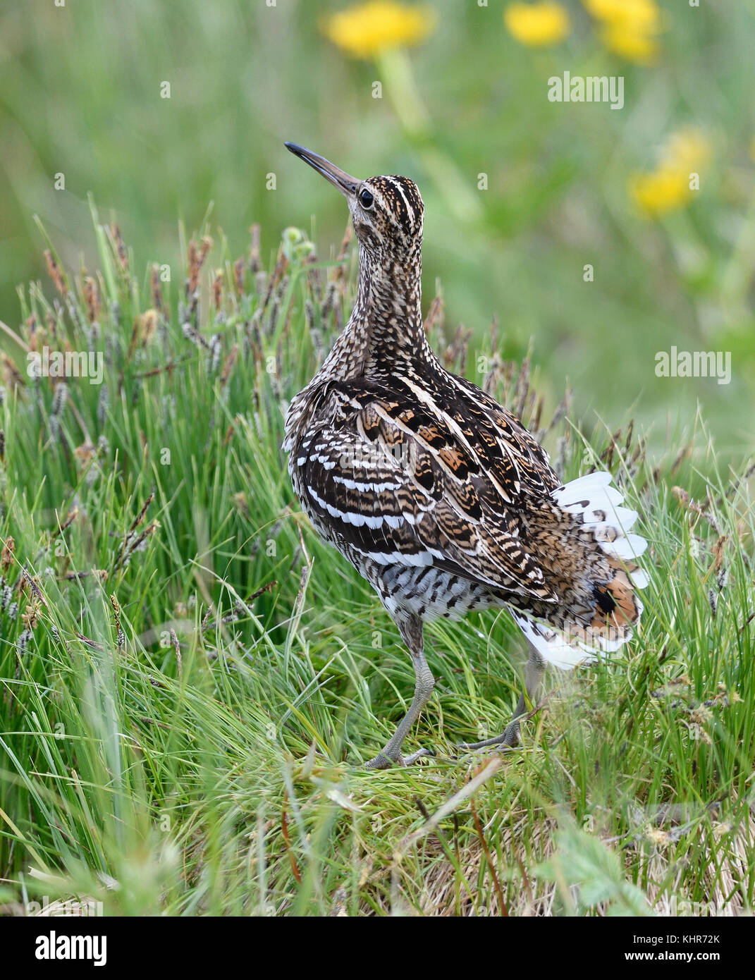 Grand Snipe (Gallinago Media) homme en exposition de vaisseau d ...