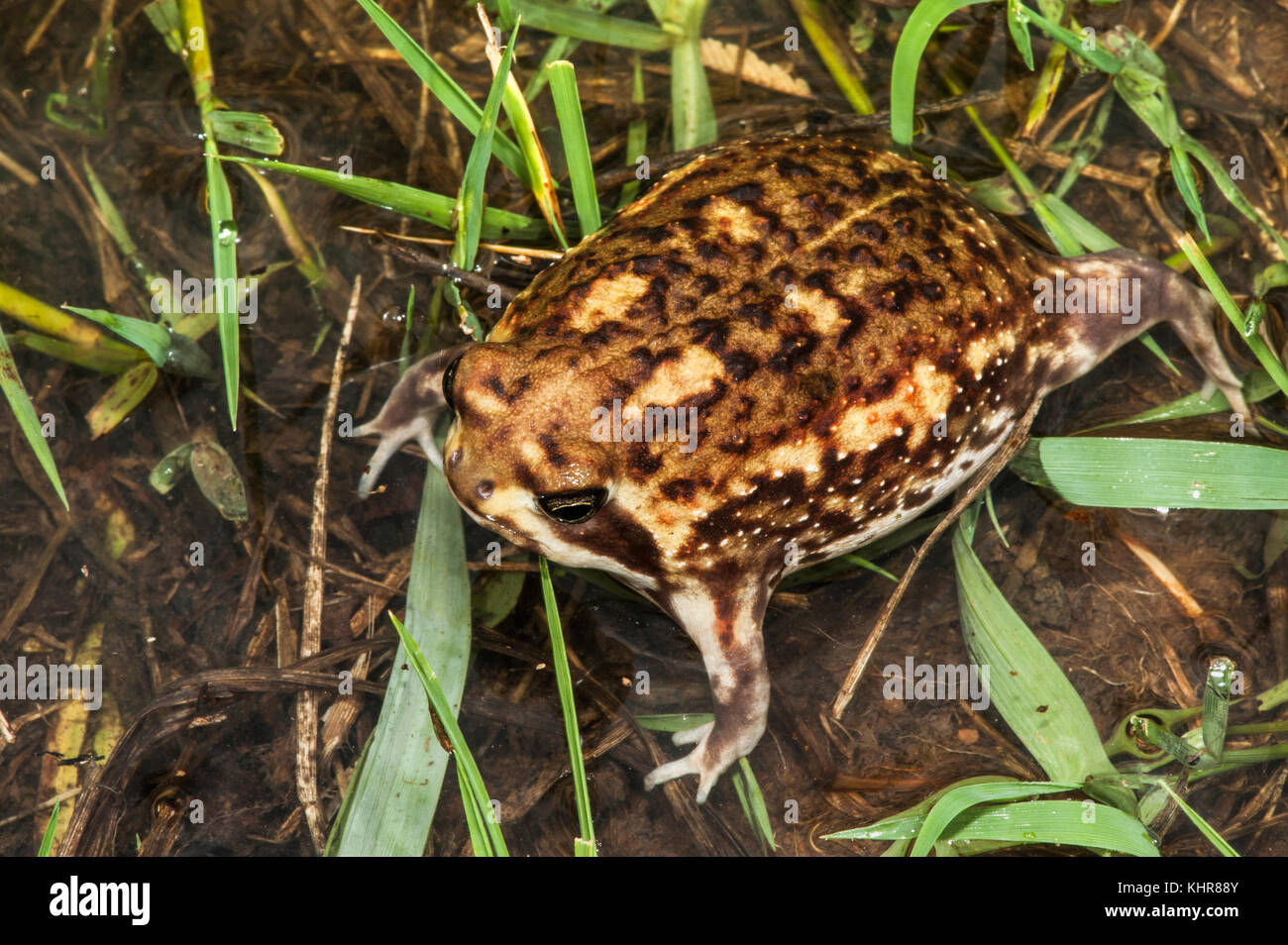 Bushveld Rain Frog (breviceps adspersus), Parc national de Marakele ...