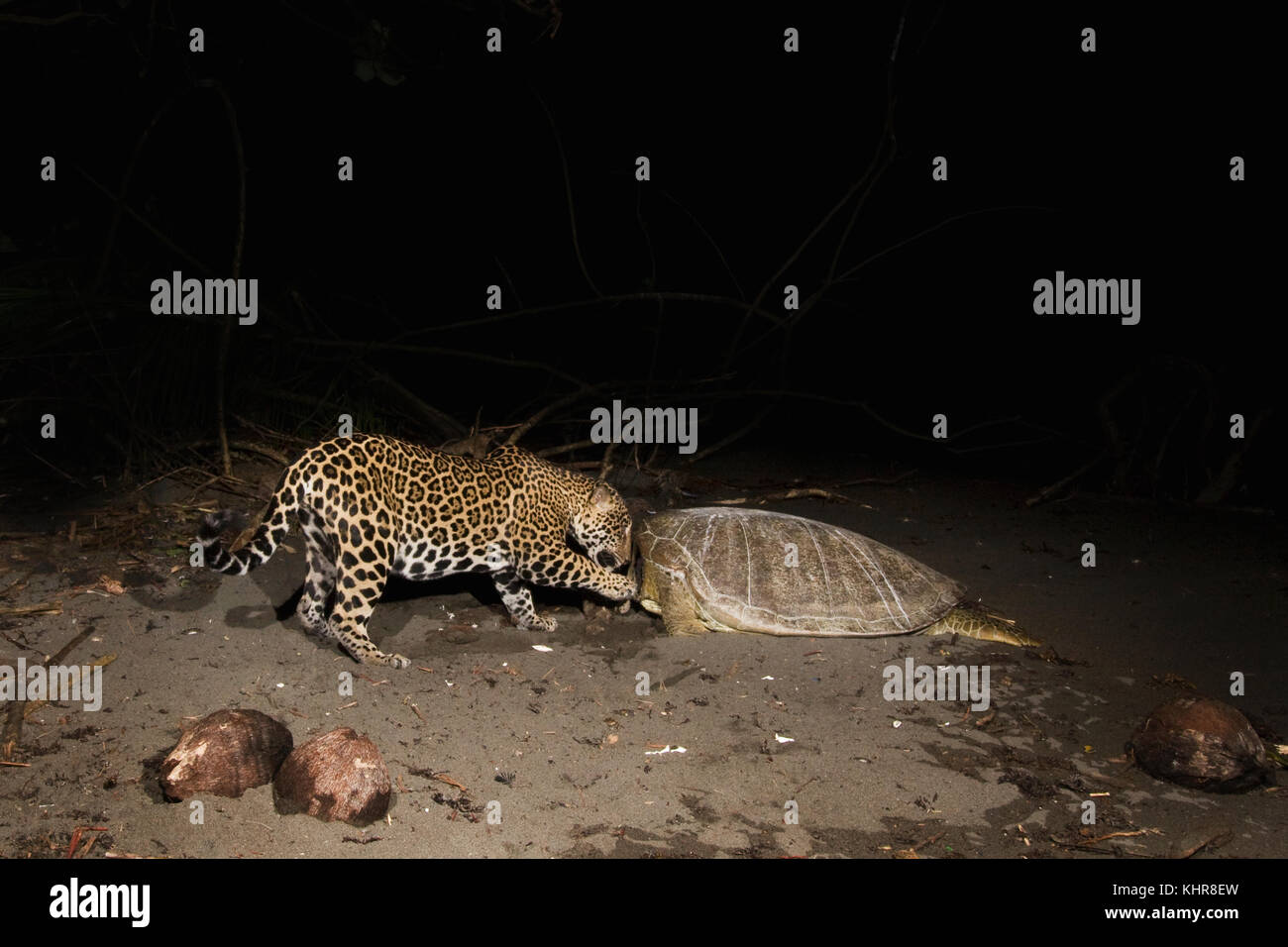 Jaguar (Panthera onca) femelle se nourrissant de Tortue verte (Chelonia ...