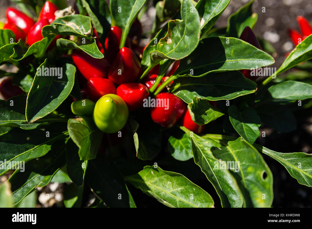 Capsicum annuum ornamental pepper Banque de photographies et d’images à ...