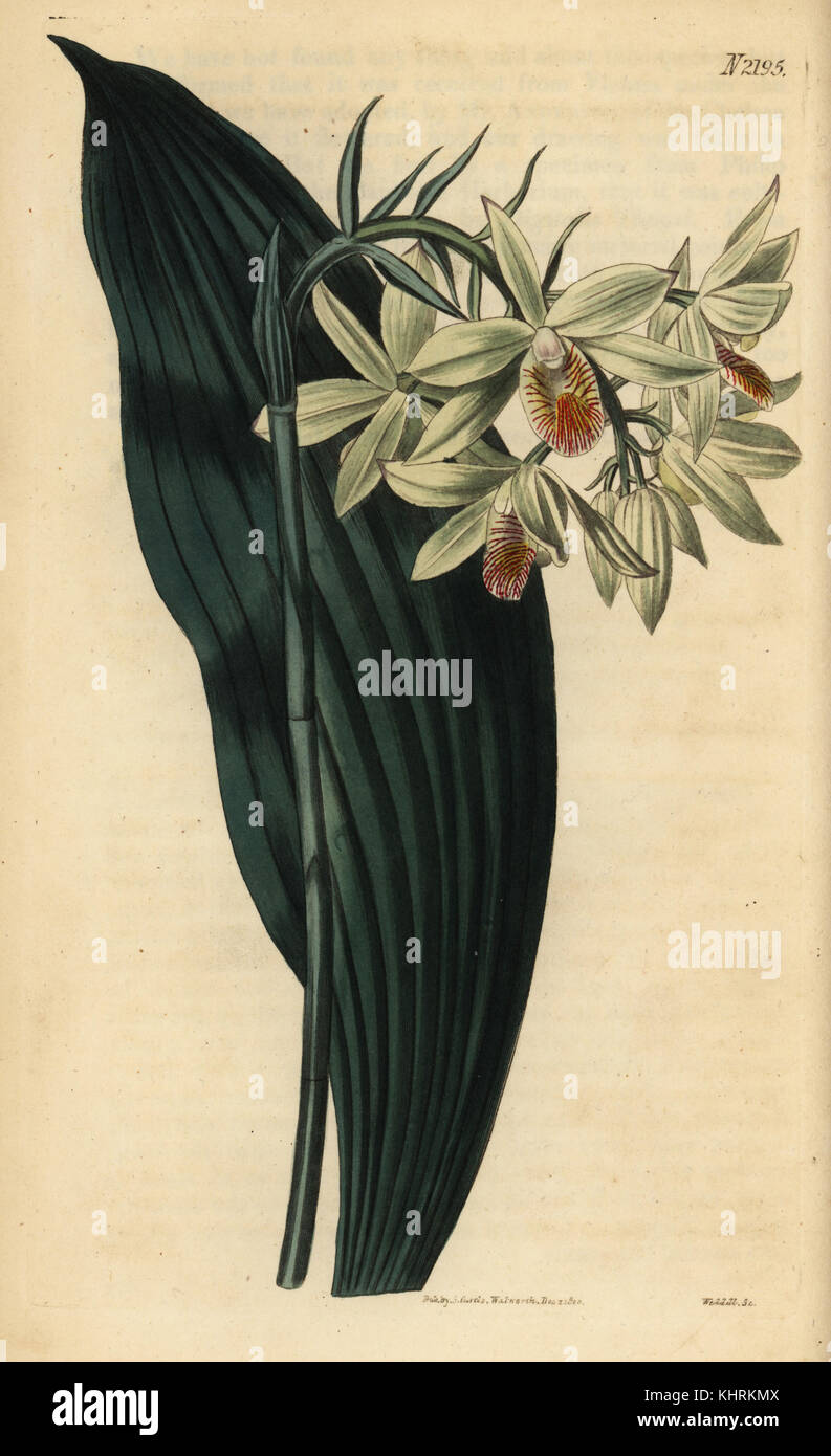 Geodorum terrestre Banque de photographies et d’images à haute ...