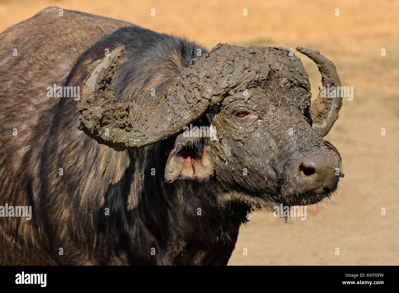 Portrait d'une Africaine ou buffle (Syncerus caffer), Kruger National ...